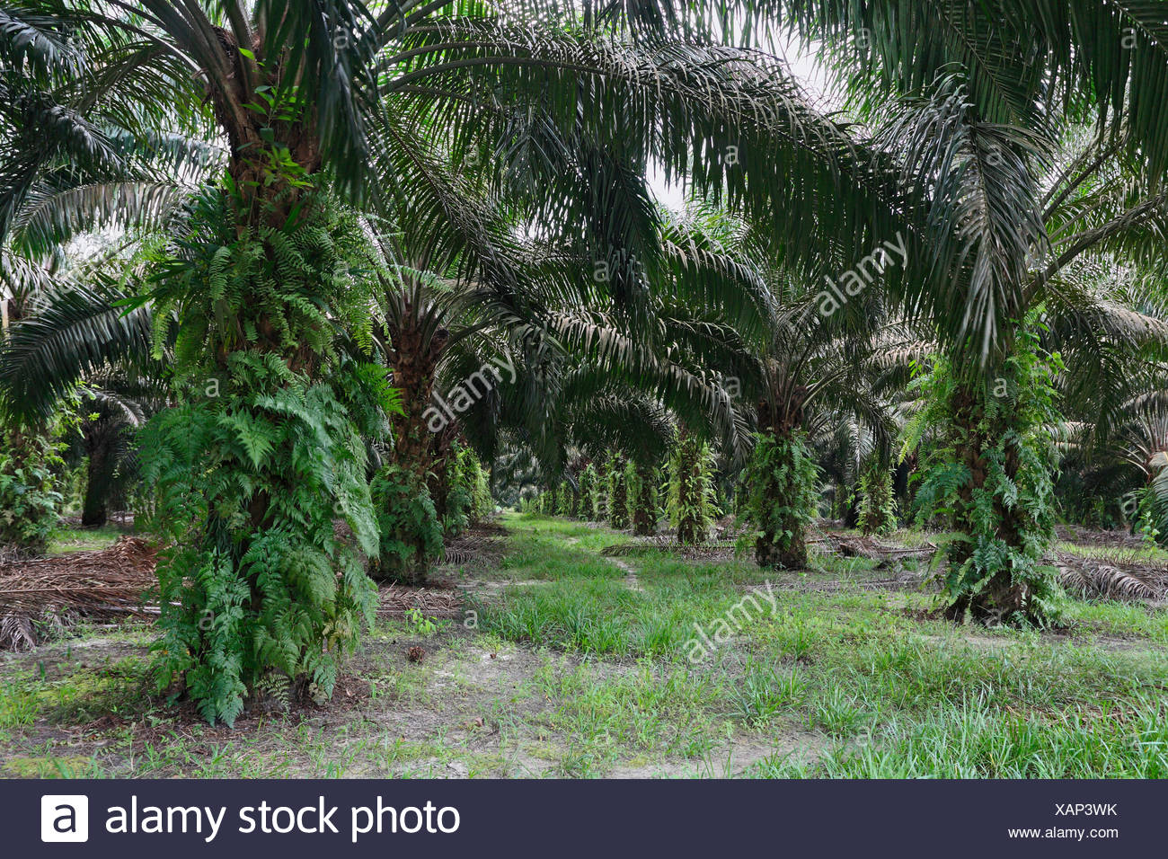 Palm Oil Indonesian Stockfotos und -bilder Kaufen - Alamy