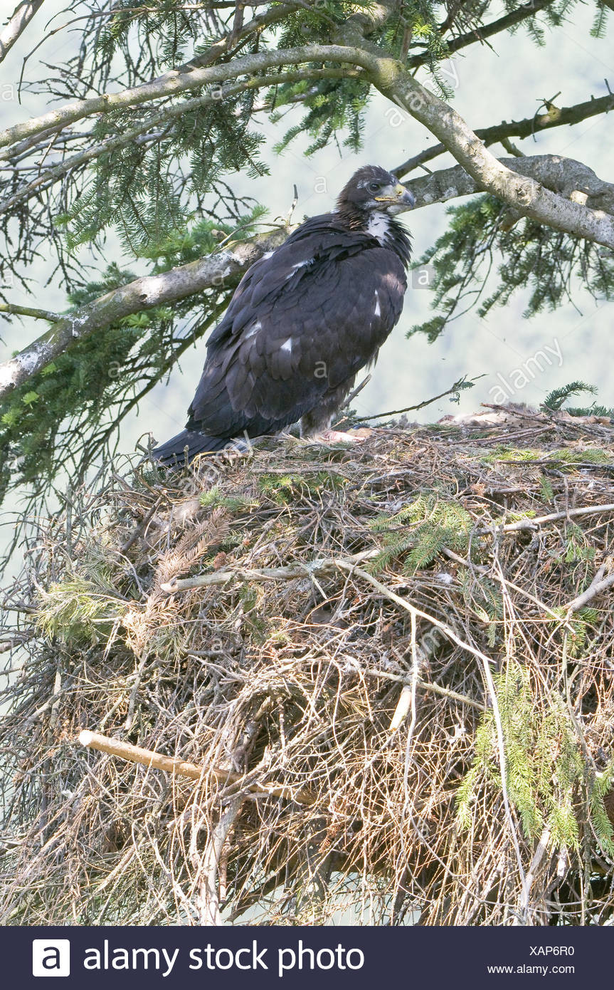 Seitenansicht Des Jungen Adlers Stockfotos und -bilder Kaufen - Alamy