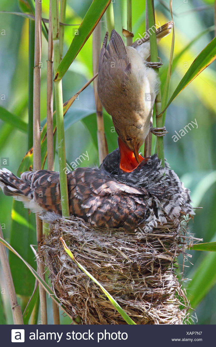 Cuculus Canorus Brood Parasitism Stockfotos und -bilder Kaufen - Alamy