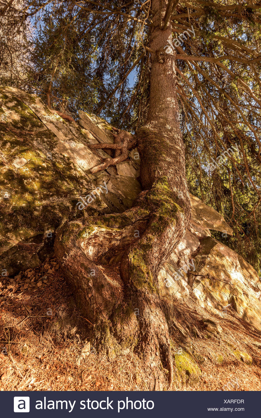 Spruce Root Stockfotos und -bilder Kaufen - Alamy