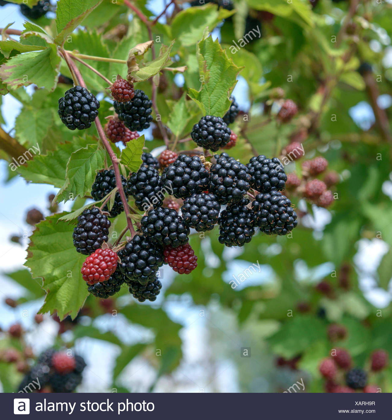 Brombeer Straeucher Stockfotos & Brombeer Straeucher Bilder - Alamy