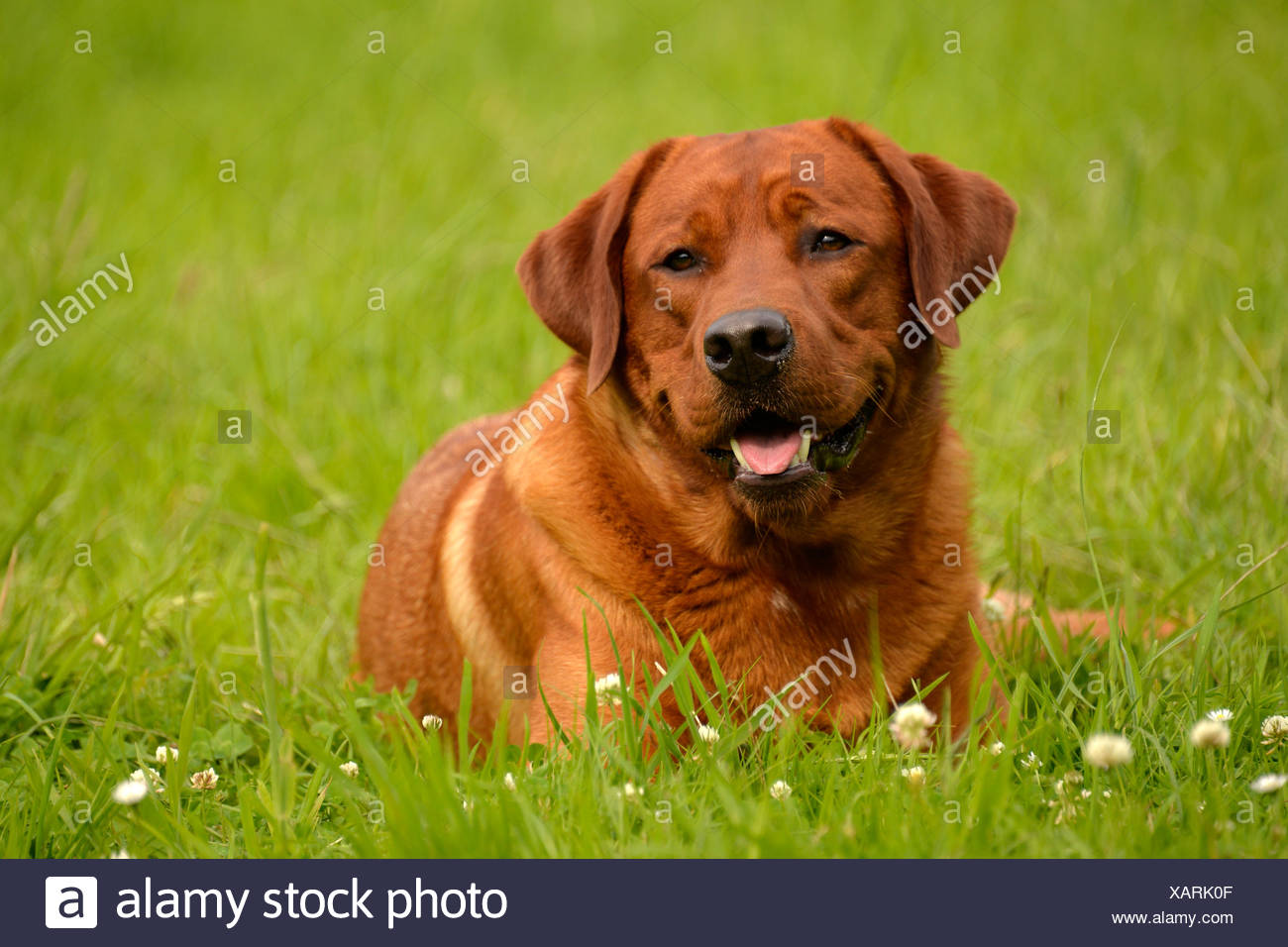 Fuchs Rot Labrador Retriever Stockfotos und -bilder Kaufen - Alamy