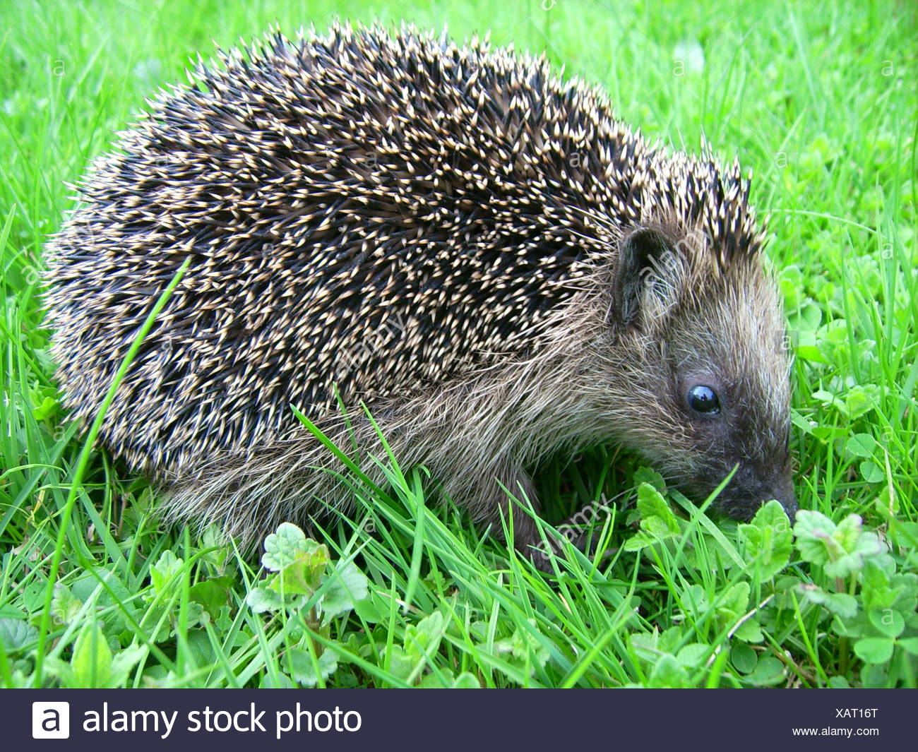 Hedgehog Snail Stockfotos & Hedgehog Snail Bilder - Alamy
