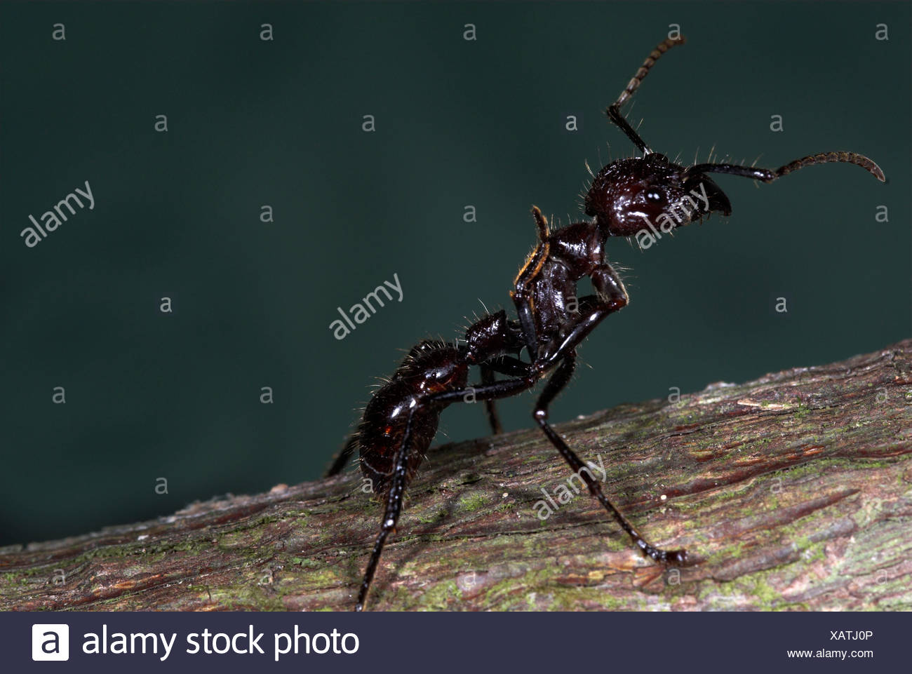 Die Kugelameise Stockfotos und -bilder Kaufen - Alamy