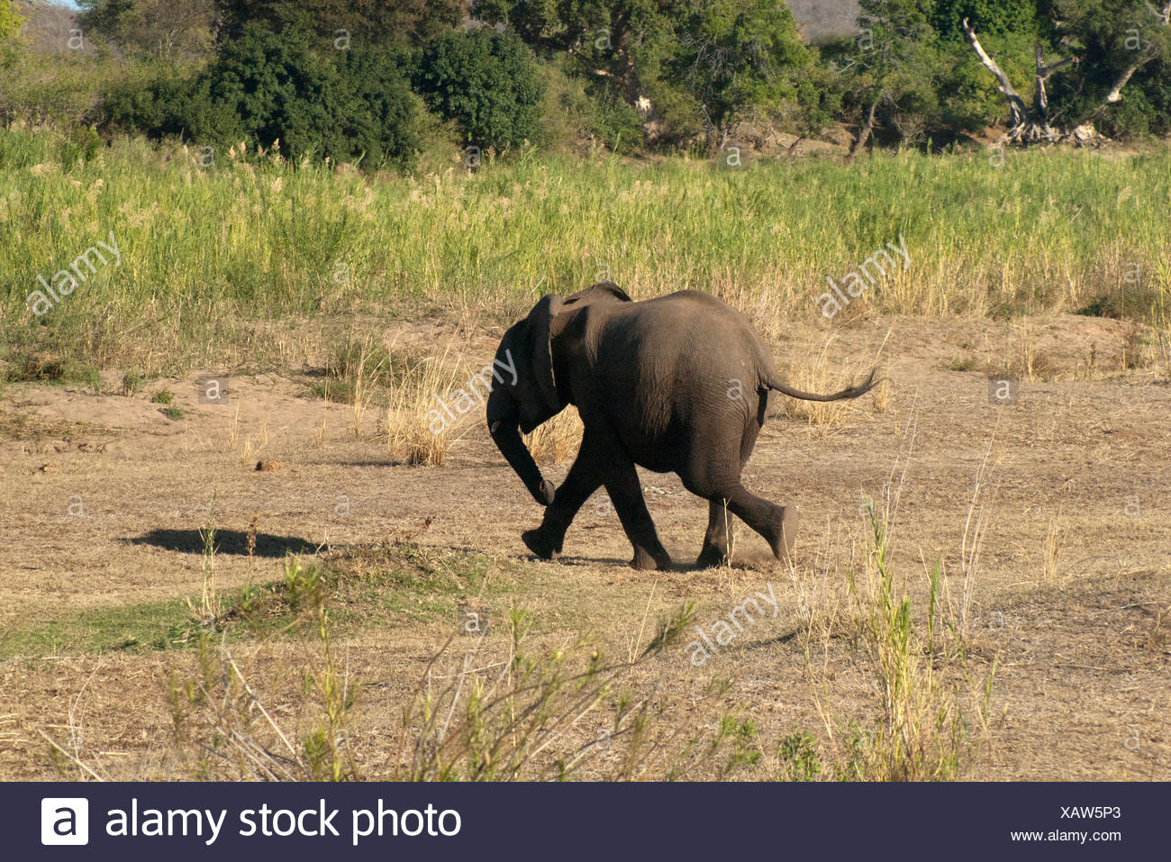 Laufender Elefant Stockfotos und -bilder Kaufen - Alamy