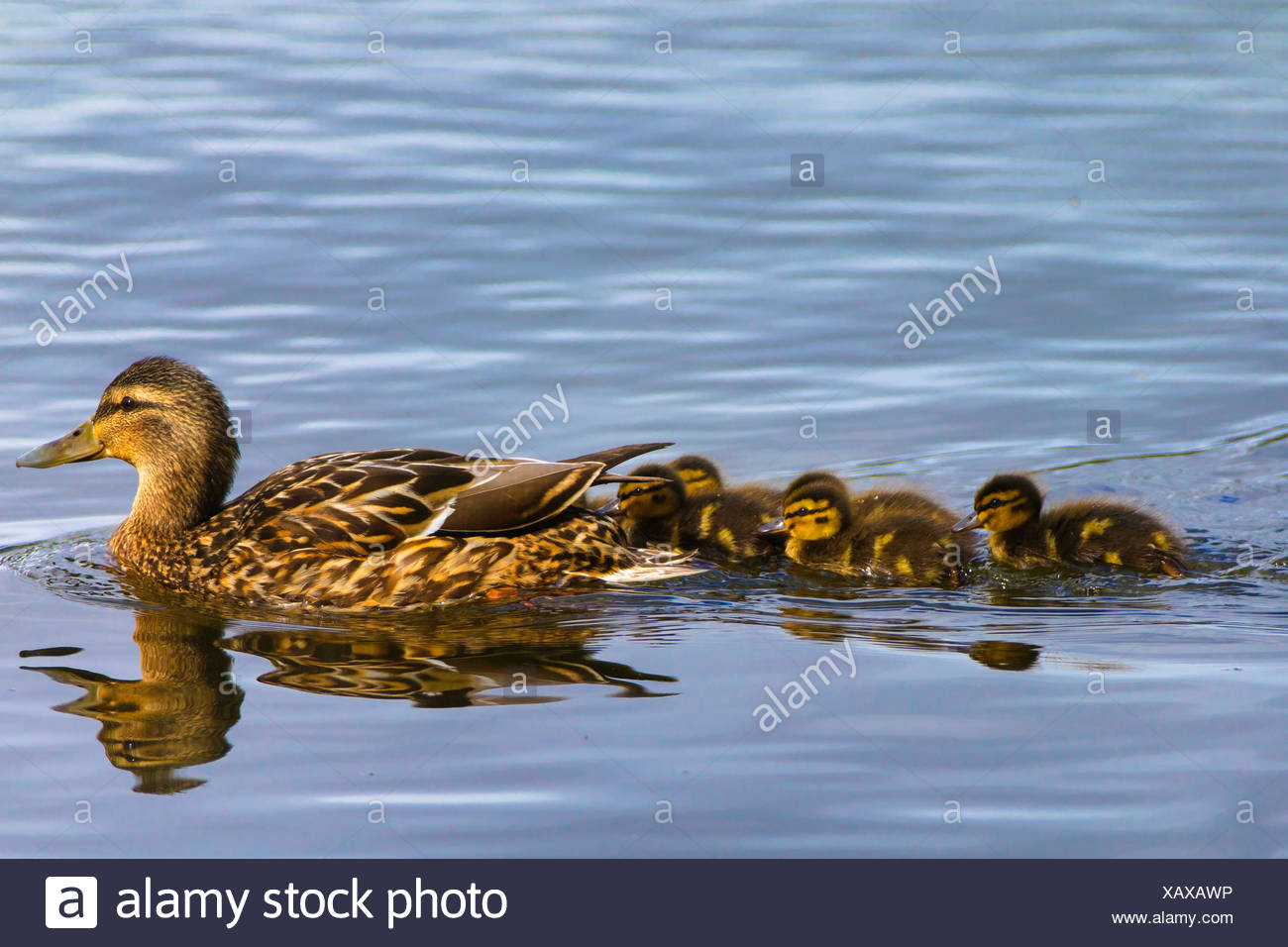 Weibliche Ente und Jung Stockfotos und -bilder Kaufen - Alamy