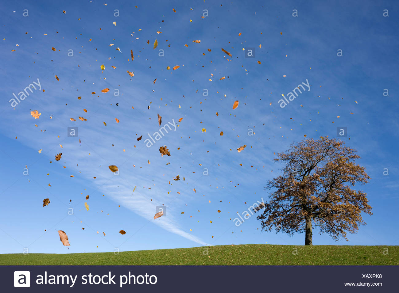 Oak Tree Eichenblatt Stockfotos und -bilder Kaufen - Alamy