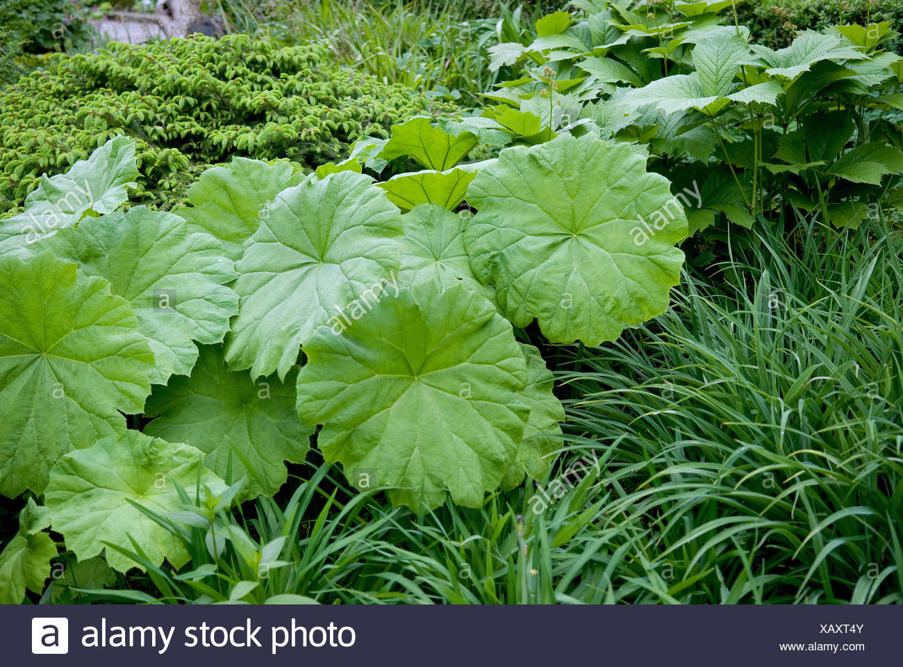 Rodgersia Tabularis Stockfotos und -bilder Kaufen - Alamy