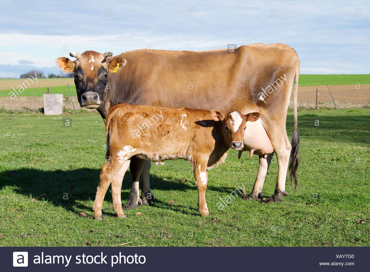 Kalb Im Gras Stockfotos und -bilder Kaufen - Alamy