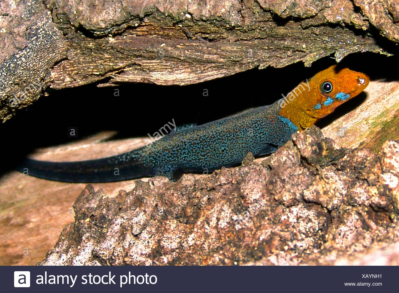 Costa Rican Geckos Stockfotos und -bilder Kaufen - Alamy