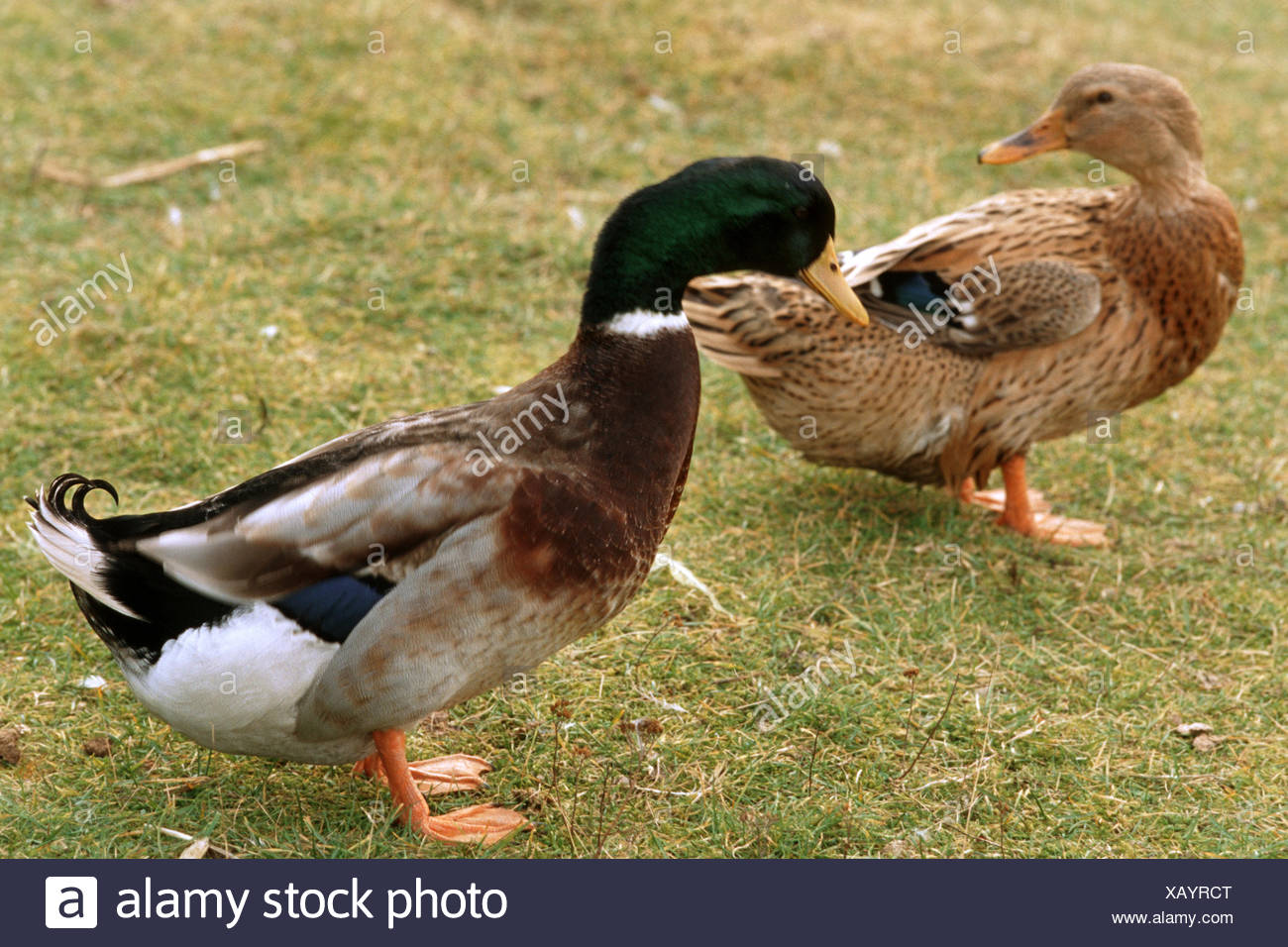 Rouen Duck Female Stockfotos und -bilder Kaufen - Alamy
