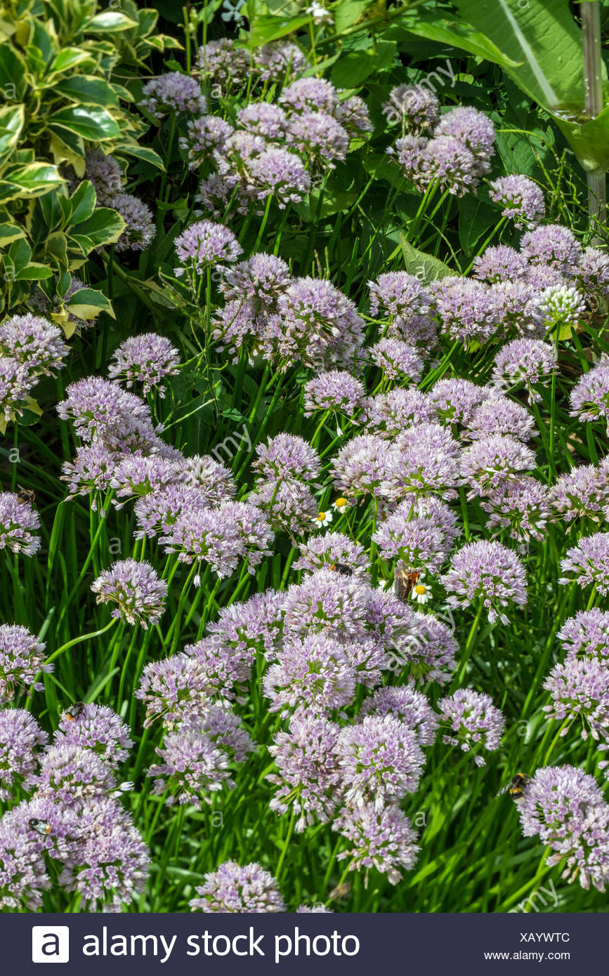 Allium Nutans Stockfotos & Allium Nutans Bilder - Alamy