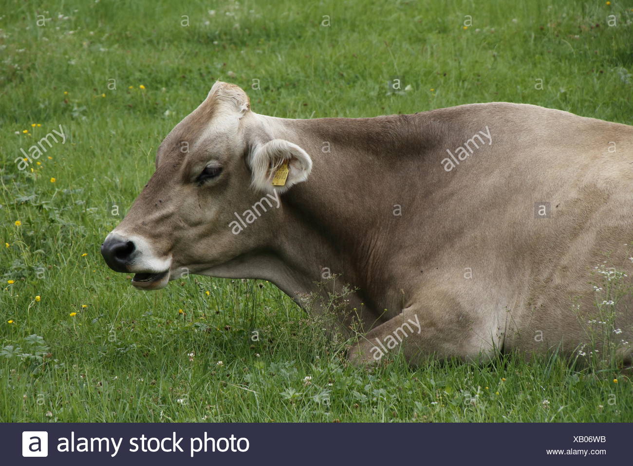 Allgau Cow Stockfotos und -bilder Kaufen - Alamy