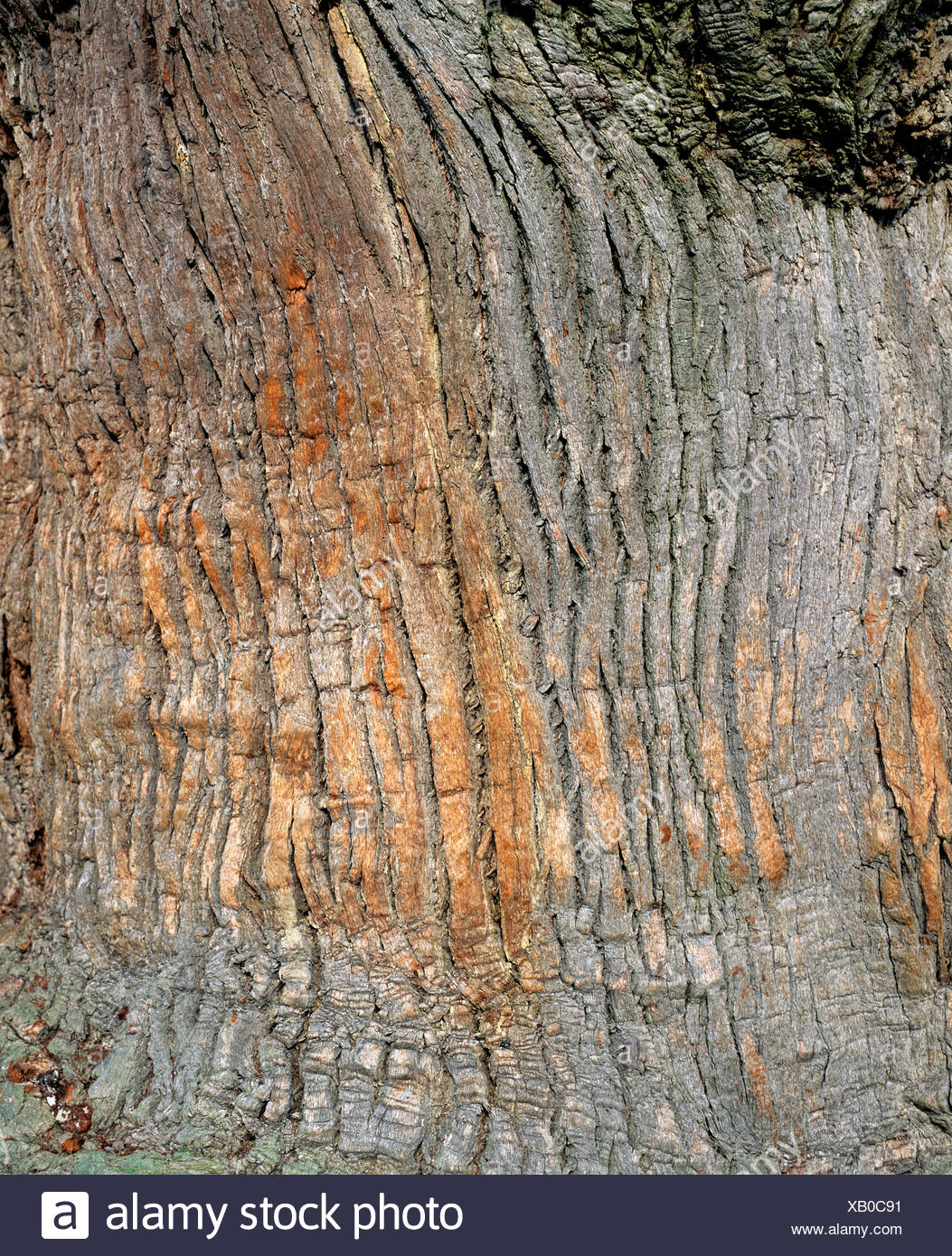 Eichen Rinde Stockfotos und -bilder Kaufen - Alamy