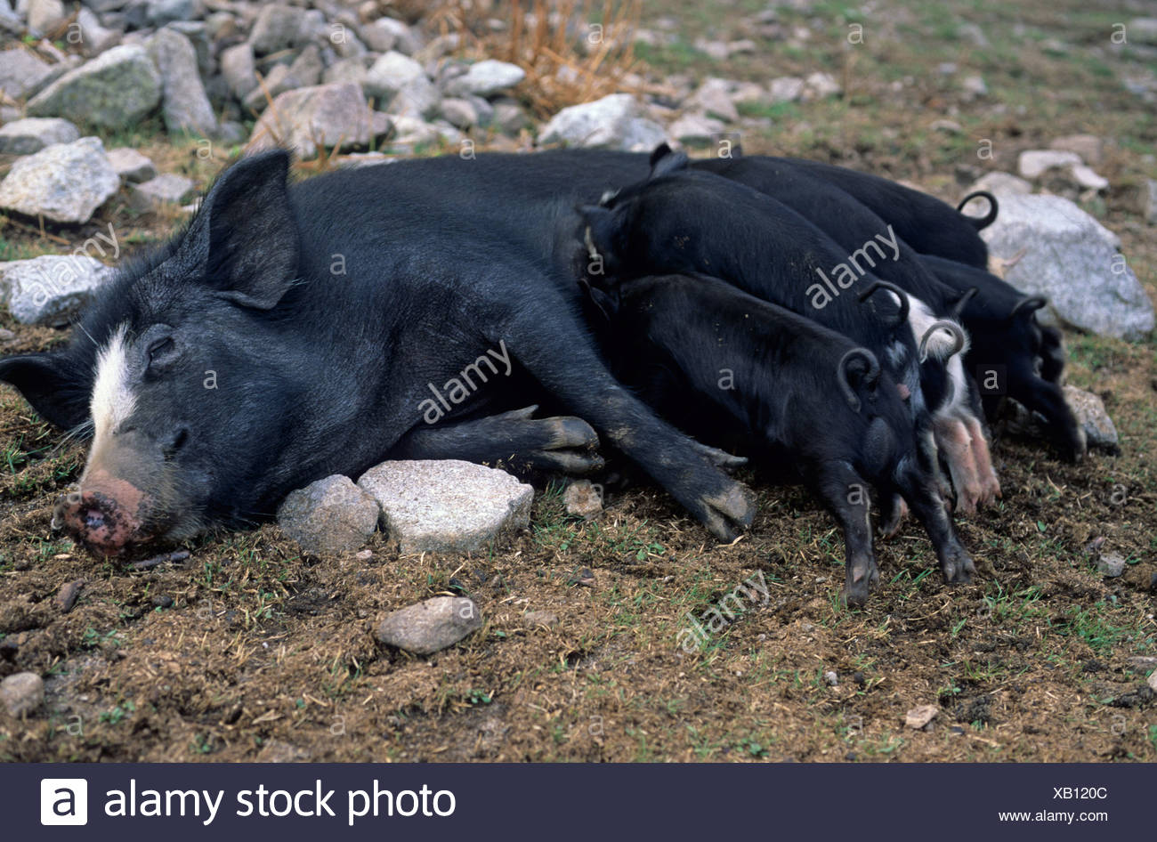 Corsican Pigs Stockfotos und -bilder Kaufen - Alamy