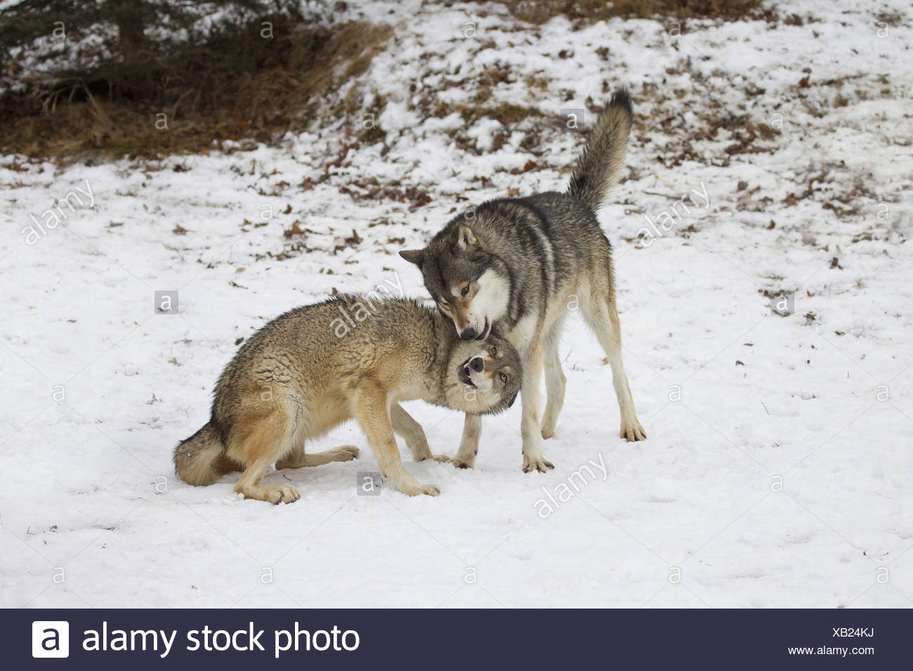 Alpha Wolf Stockfotos und -bilder Kaufen - Alamy