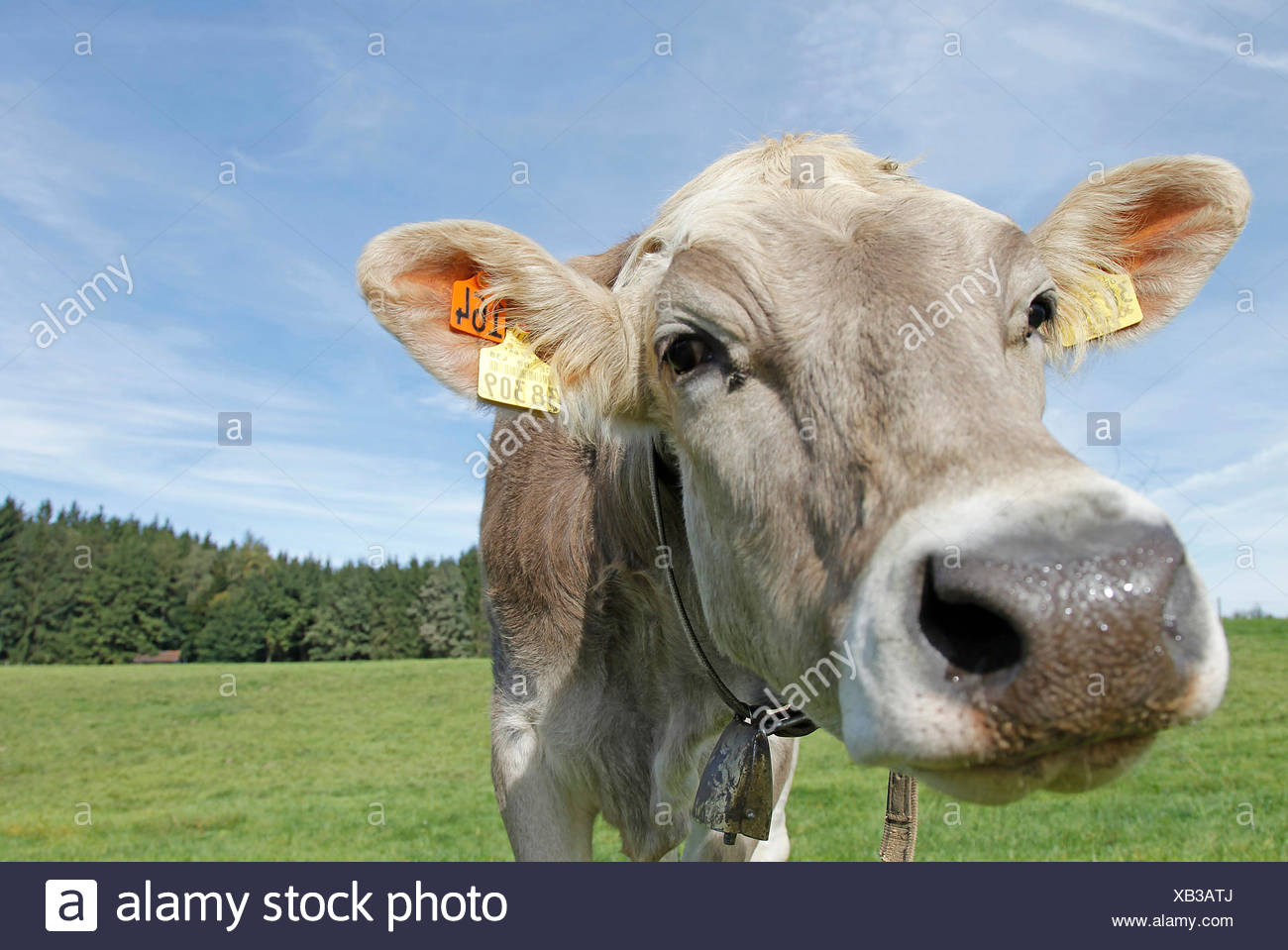 Allgau Cow Stockfotos und -bilder Kaufen - Alamy