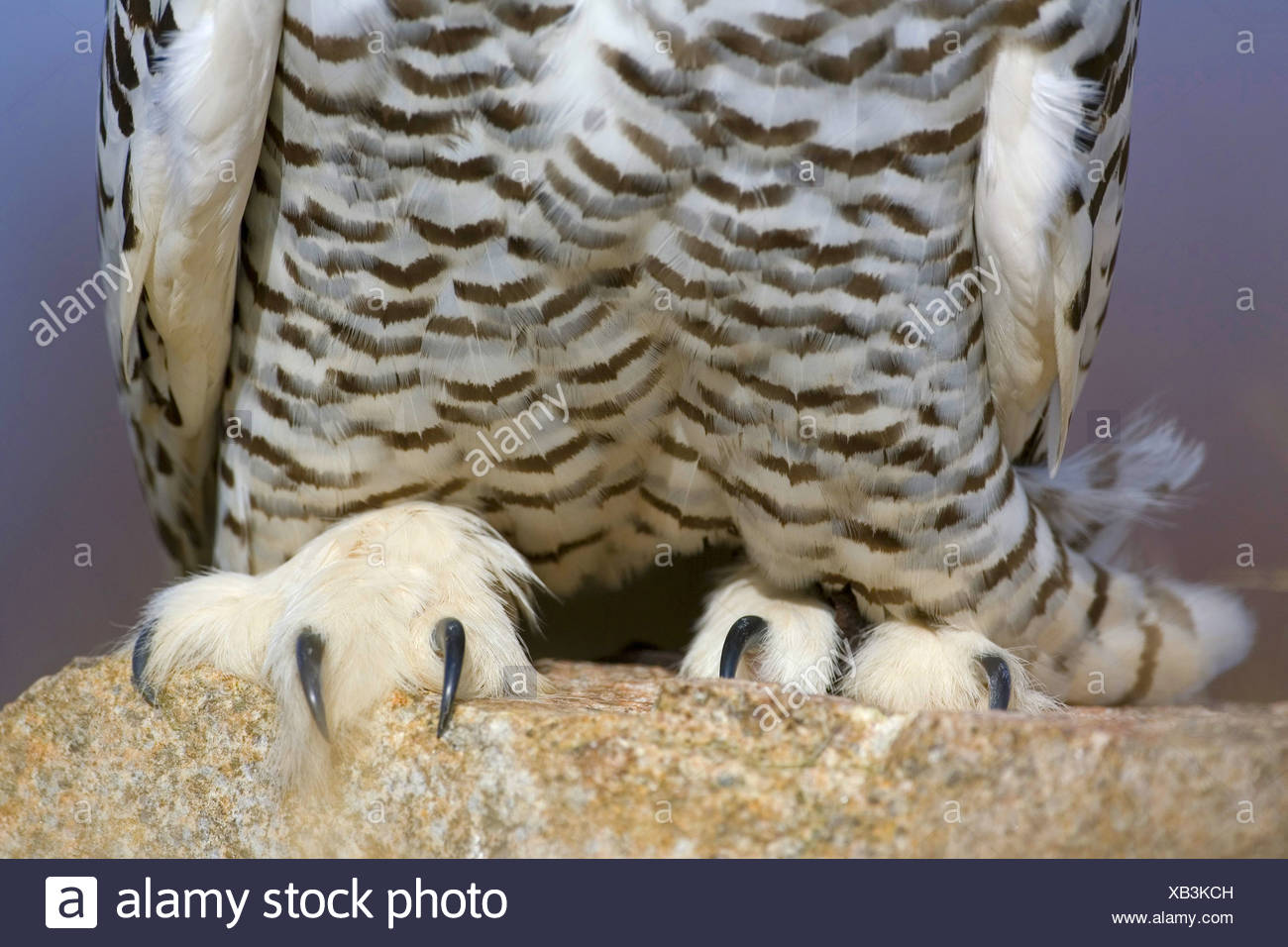 Eule Füße Stockfotos und -bilder Kaufen - Alamy