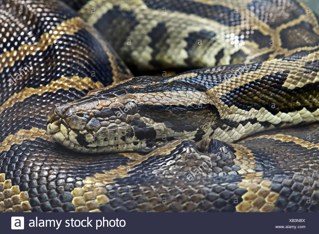 Dunkler Tigerpython Stockfotos und -bilder Kaufen - Alamy