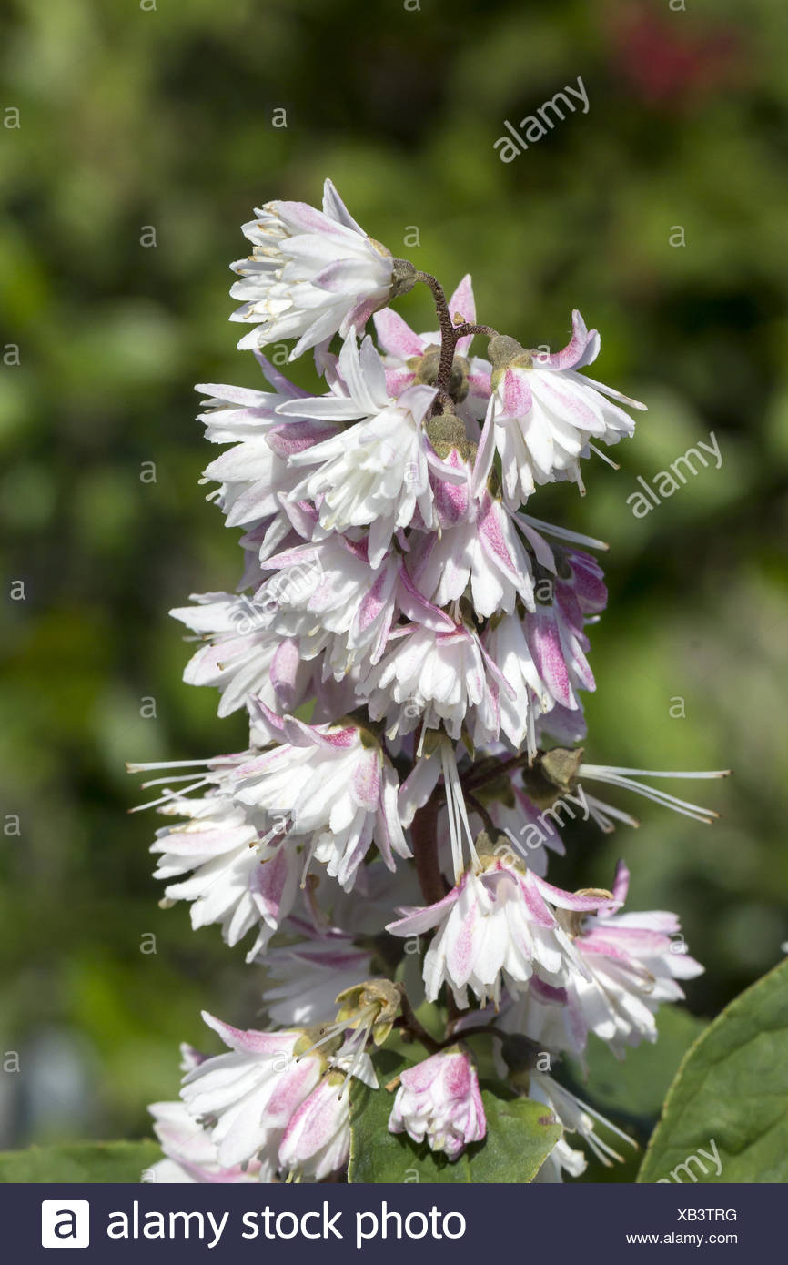Deutzia Scabra Plena Stockfotos und -bilder Kaufen - Alamy
