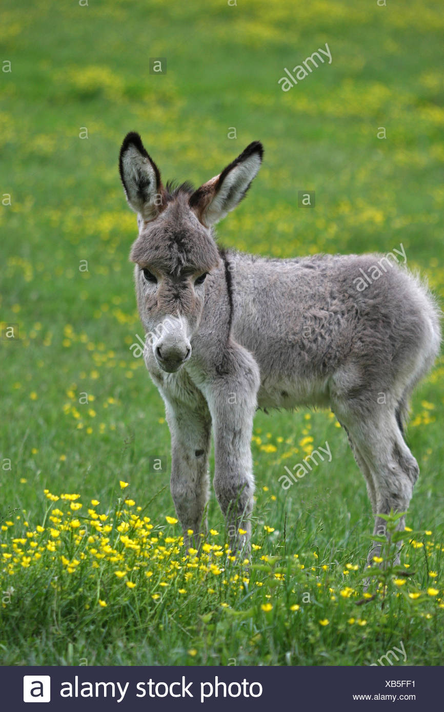 Miniatur Esel Stockfotos und -bilder Kaufen - Alamy