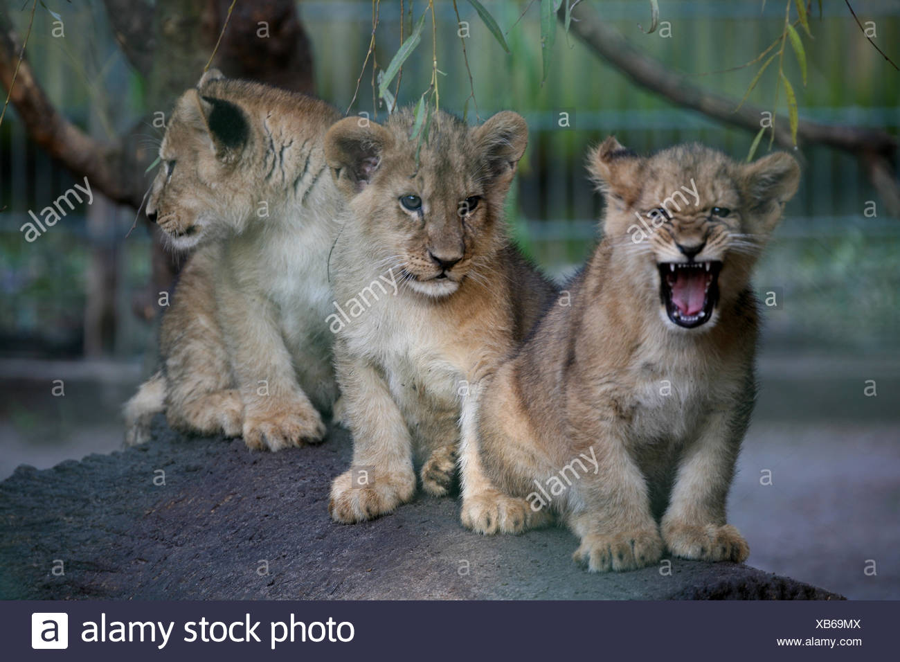 Baby Löwe Stockfotos und -bilder Kaufen - Alamy