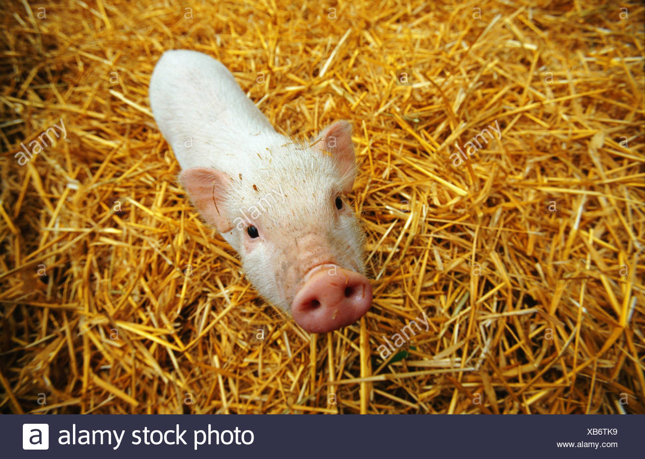 Mini Pig Sus Scrofa F Domestica Stockfotos und -bilder Kaufen - Alamy