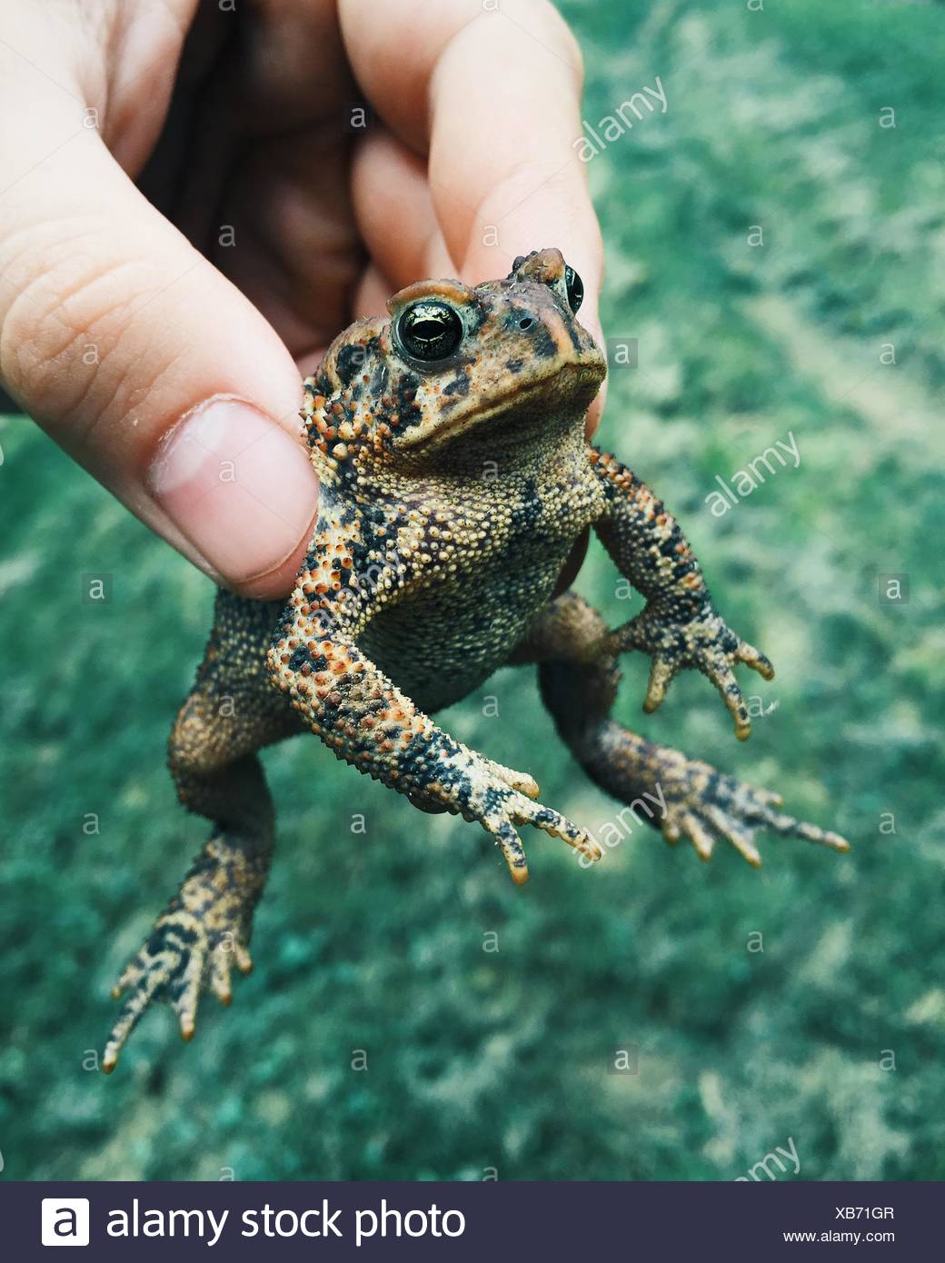 Nahaufnahme Von Frosch In Der Hand Stockfotos und -bilder Kaufen - Alamy