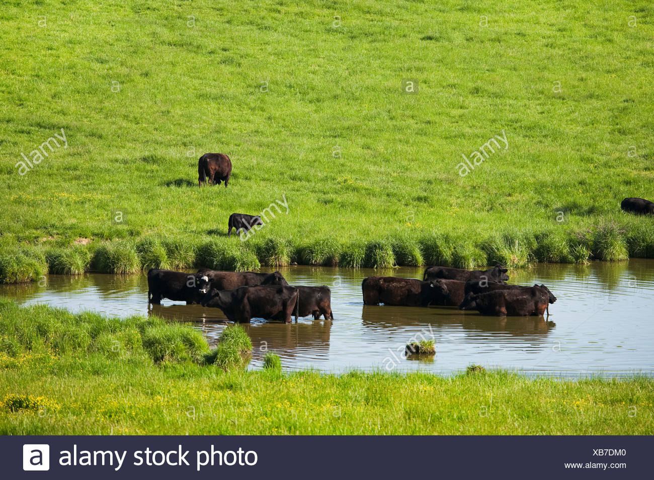 Rinder, Die Auf Einem Gebiet Weiden Lassen Stockfotos und -bilder ...