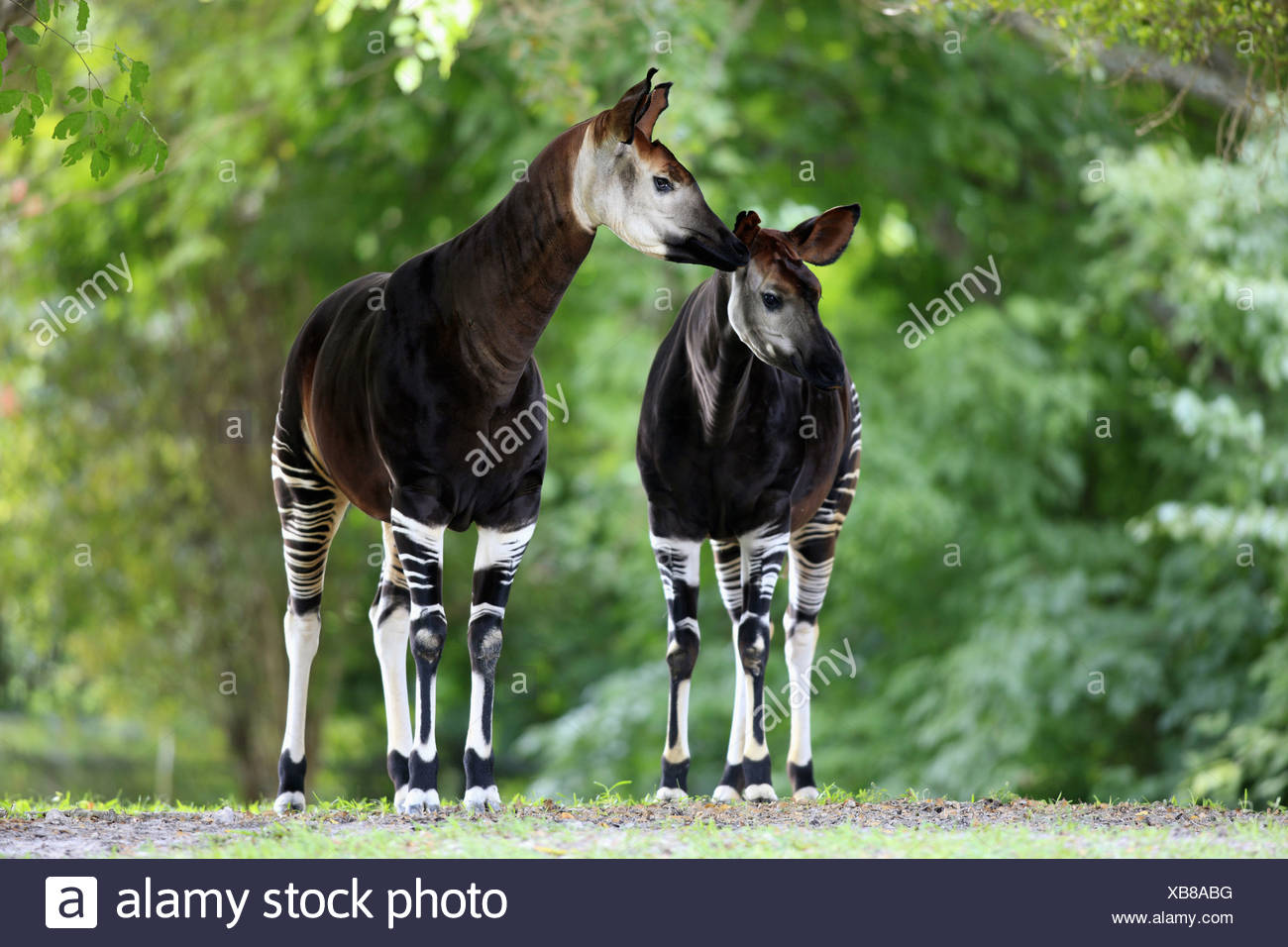 Okapi Johnstoni Stockfotos und -bilder Kaufen - Alamy