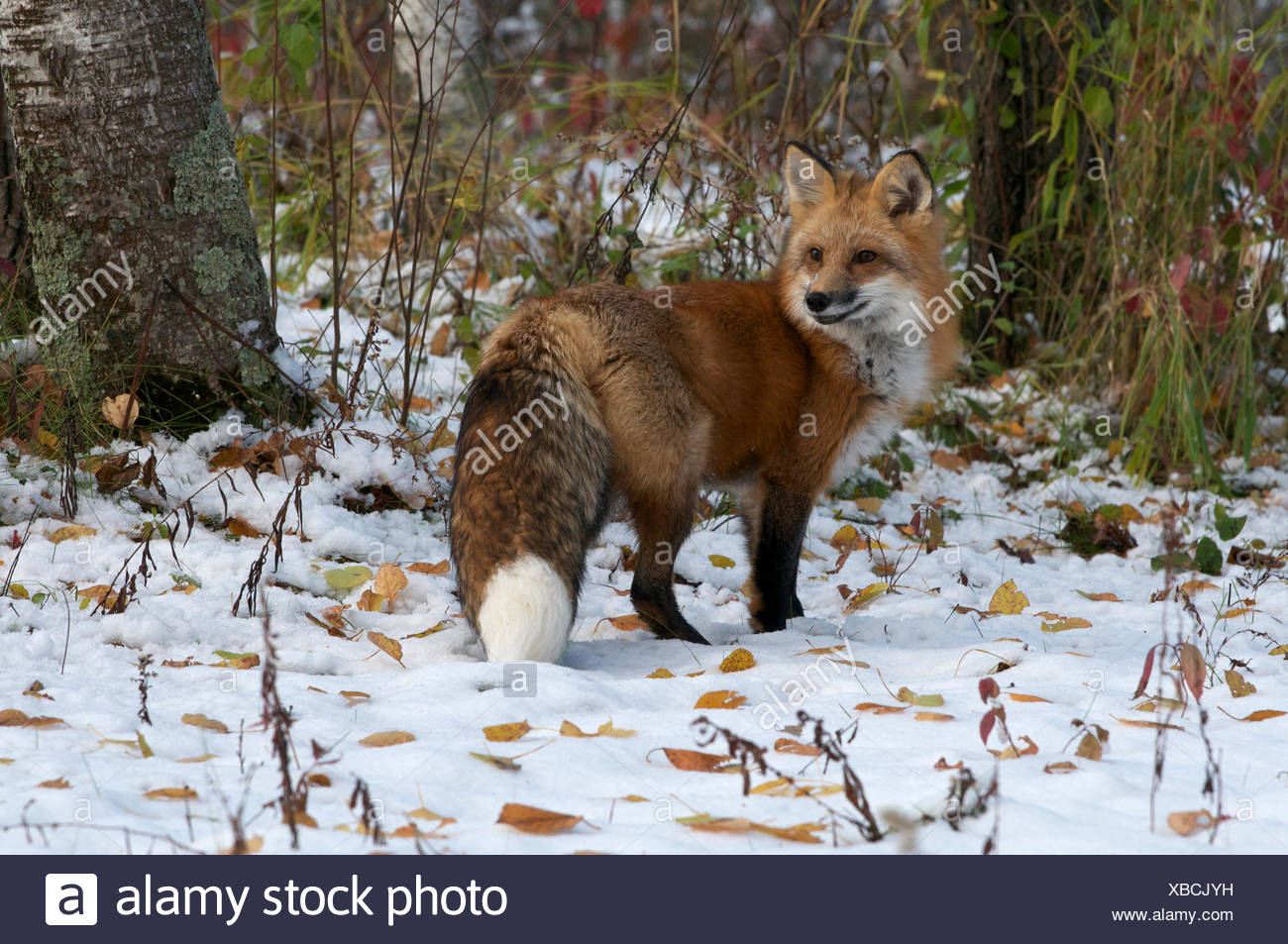 Red Fox Vulpes Vulpes Minnesota Stockfotos und -bilder Kaufen - Alamy