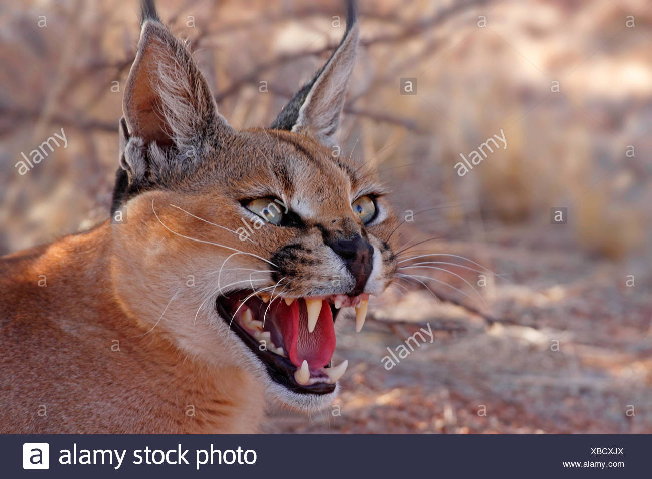 African Caracal Stockfotos & African Caracal Bilder - Alamy