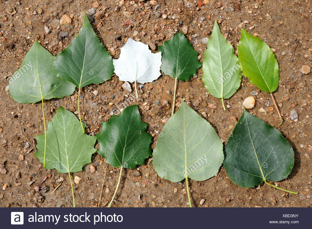 Populus X Canescens Graupappel Pappel Stockfotos und -bilder Kaufen - Alamy