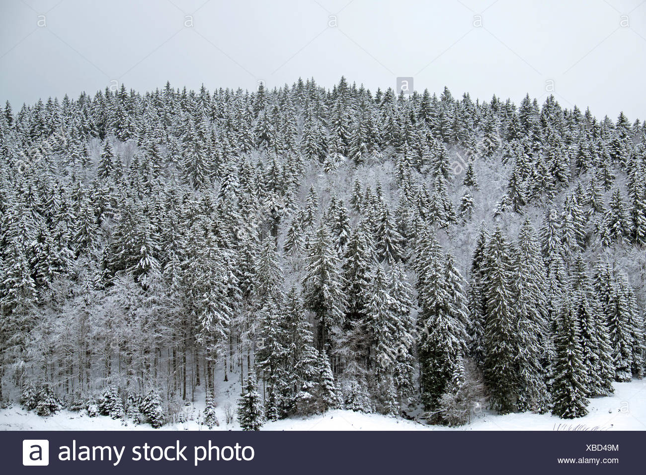 Winter Landscape In Black Forest Stockfotos & Winter Landscape In Black ...