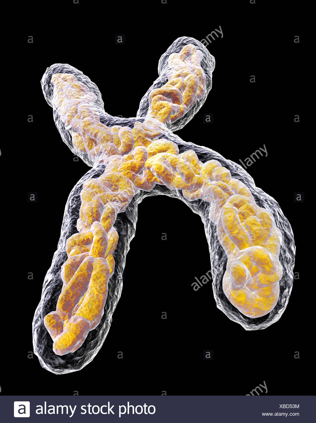 Chromosomale Chromatiden Stockfotos und -bilder Kaufen - Alamy