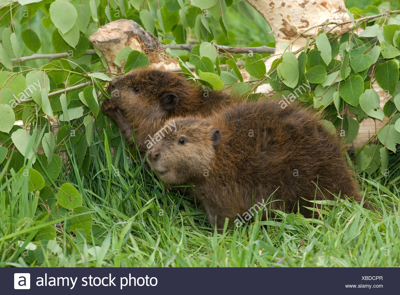 Biber Fell Stockfotos und -bilder Kaufen - Alamy