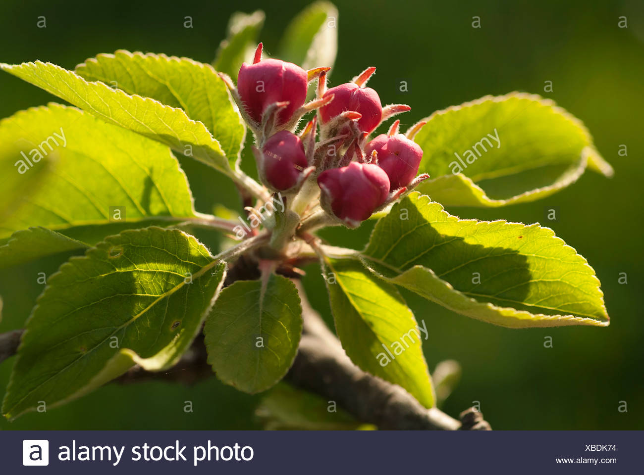 Europäischer Birnbaum Stockfotos & Europäischer Birnbaum Bilder - Alamy