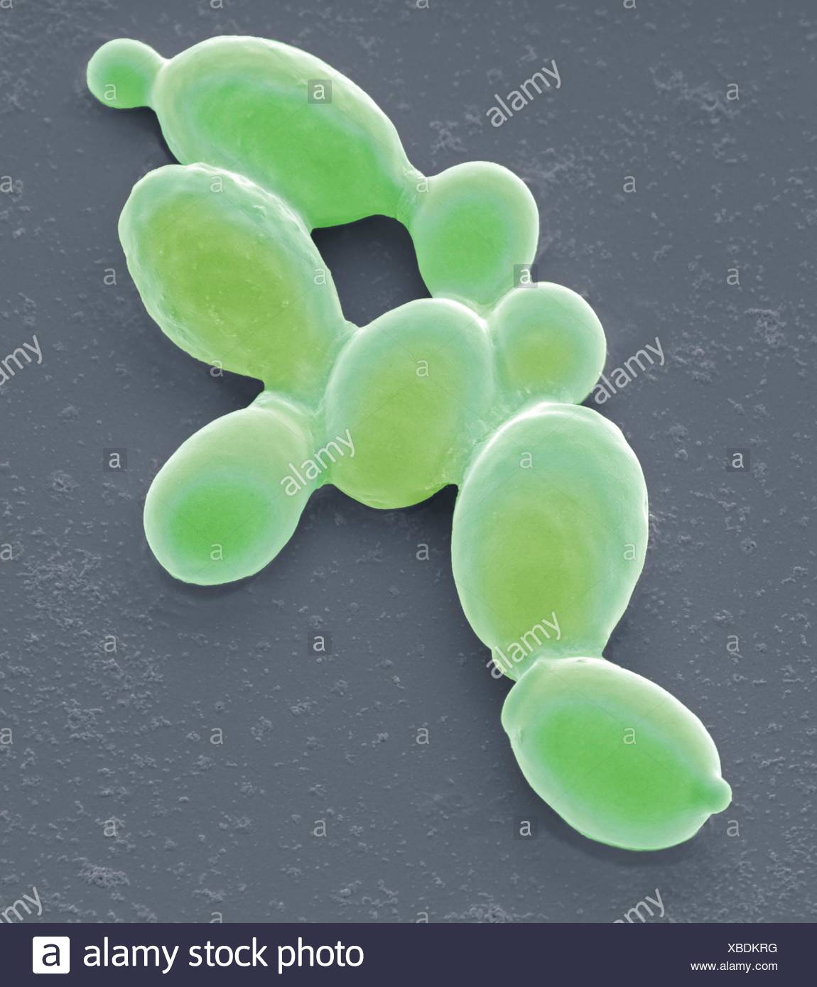Yeast Cells Stockfotos & Yeast Cells Bilder - Alamy