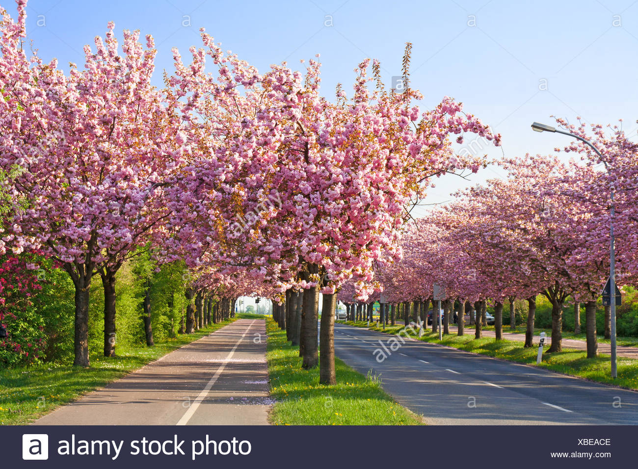 Kirschbaum Allee Stockfotos & Kirschbaum Allee Bilder - Alamy