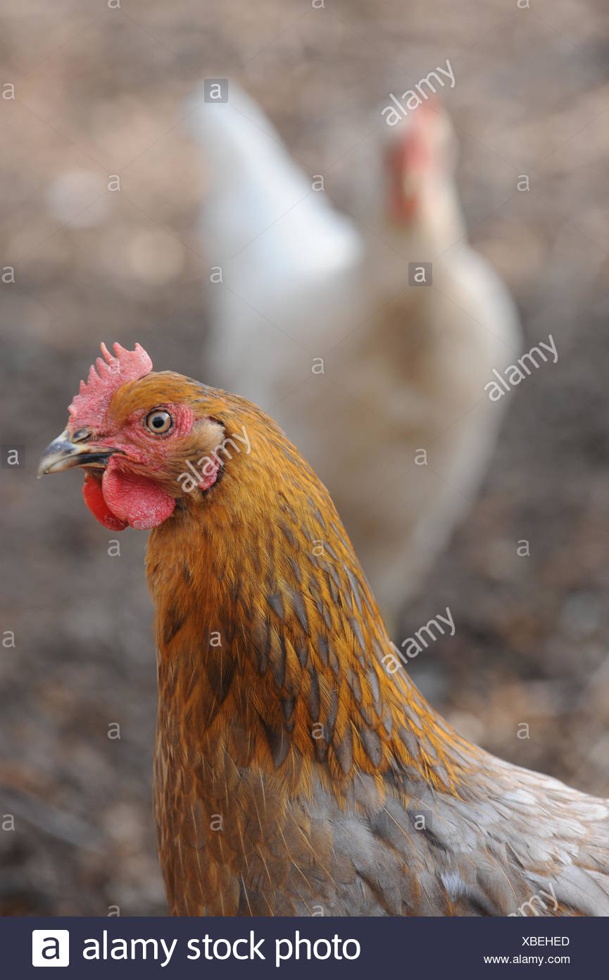 Brown Leghorn Hen Stockfotos und -bilder Kaufen - Alamy