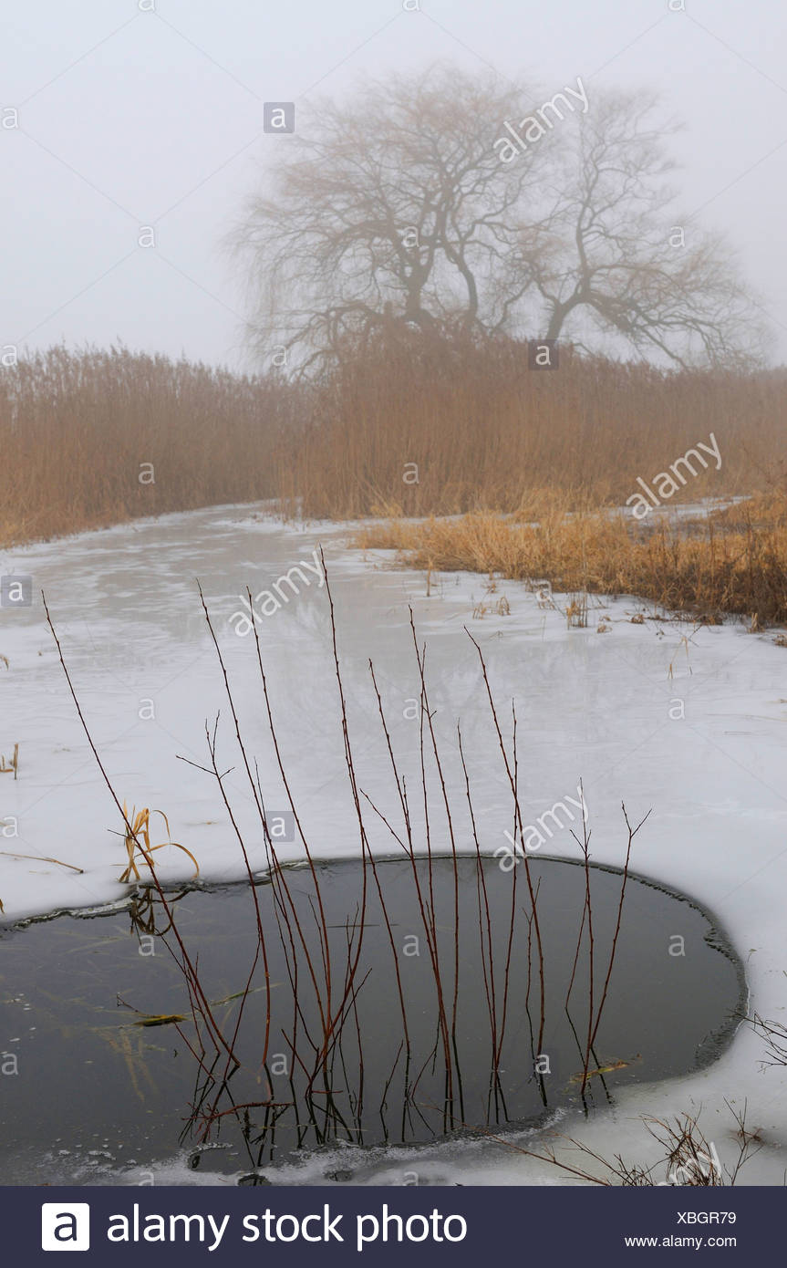 Osier Salix Spec Stockfotos und -bilder Kaufen - Alamy