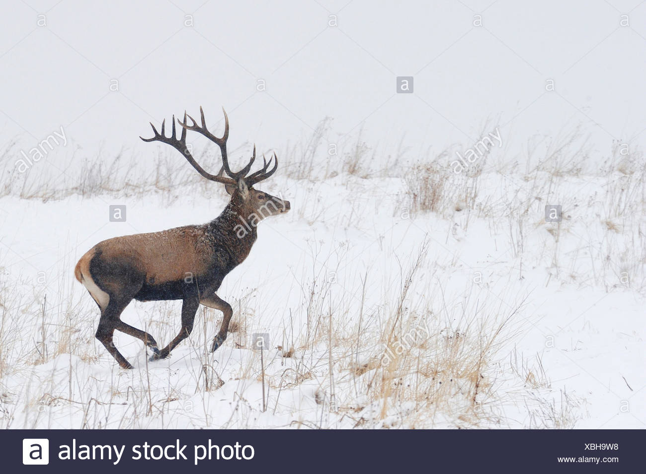 Hirsch Profil Stockfotos und -bilder Kaufen - Alamy