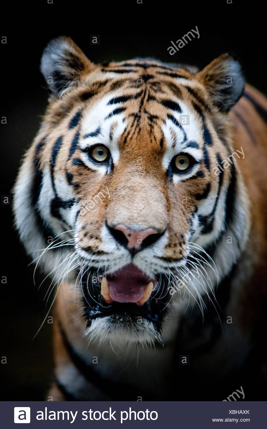 Tiger Behaviour Stockfotos und -bilder Kaufen - Alamy