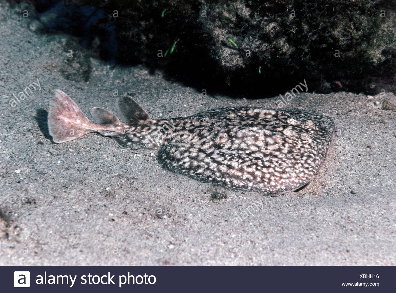 Torpedo Ship Stockfotos und -bilder Kaufen - Alamy