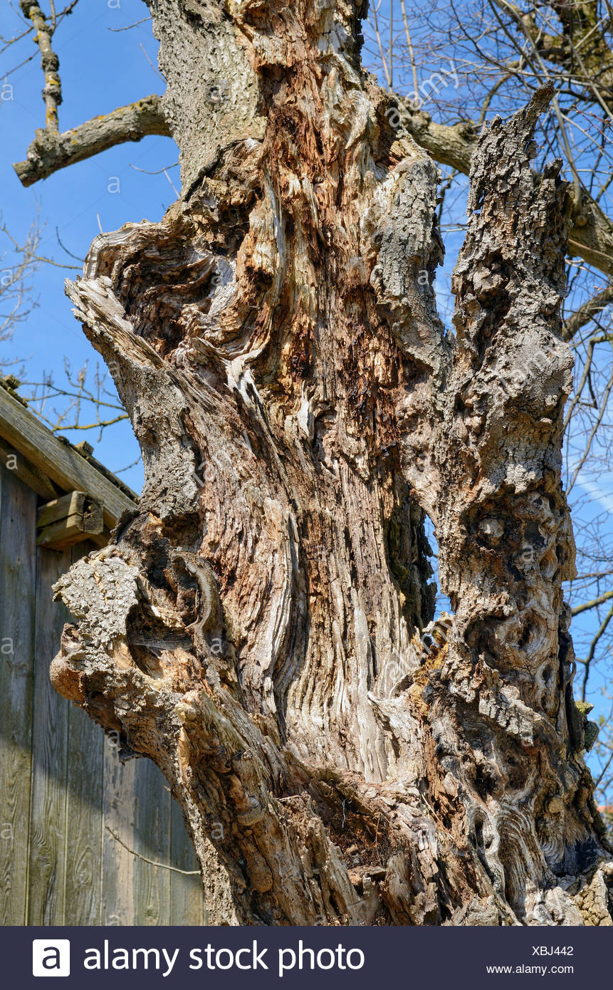 Fraxinus Excelsior Baum Stockfotos und -bilder Kaufen - Alamy