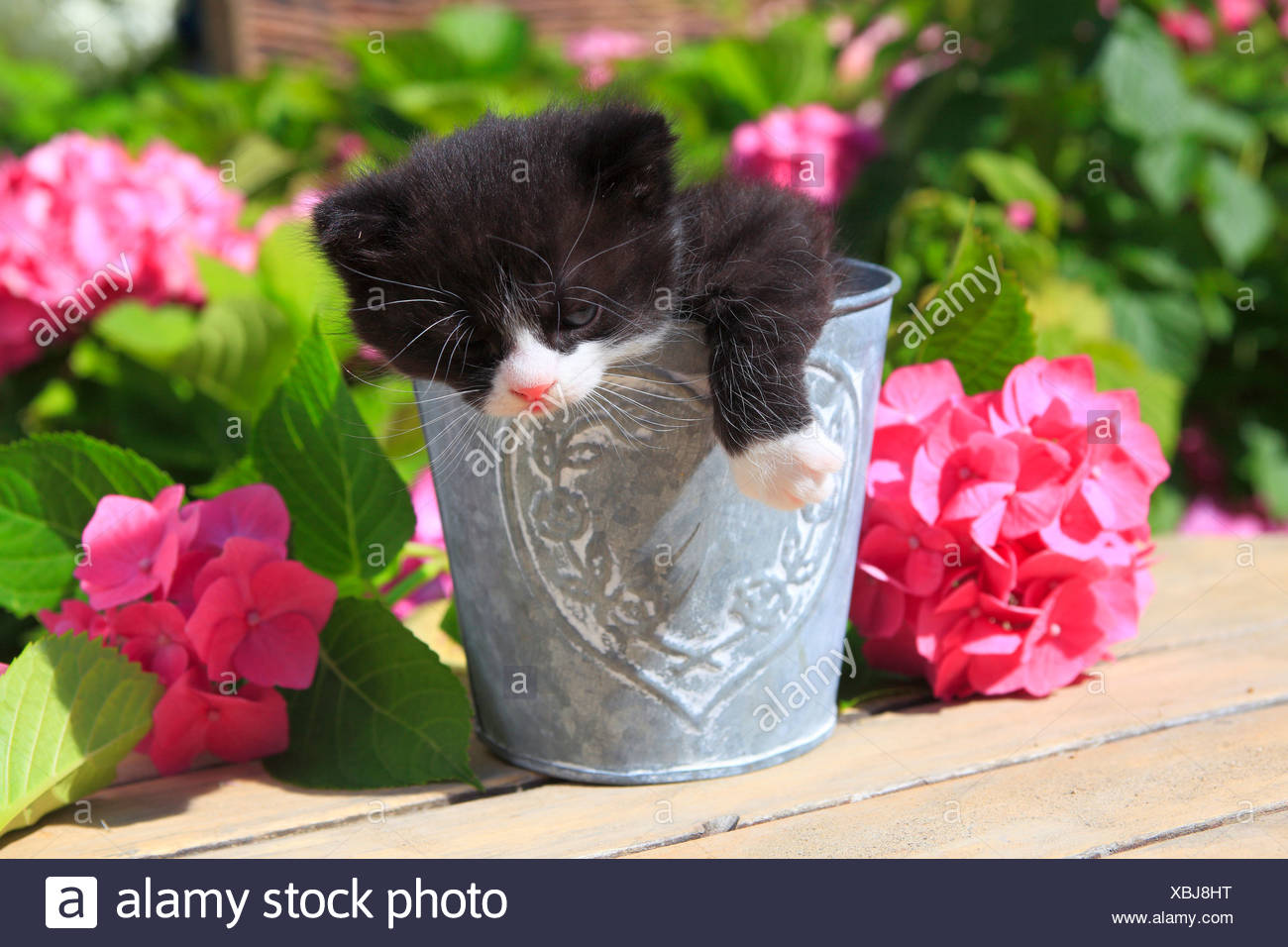 Katzen und Blumen Stockfotos und -bilder Kaufen - Alamy