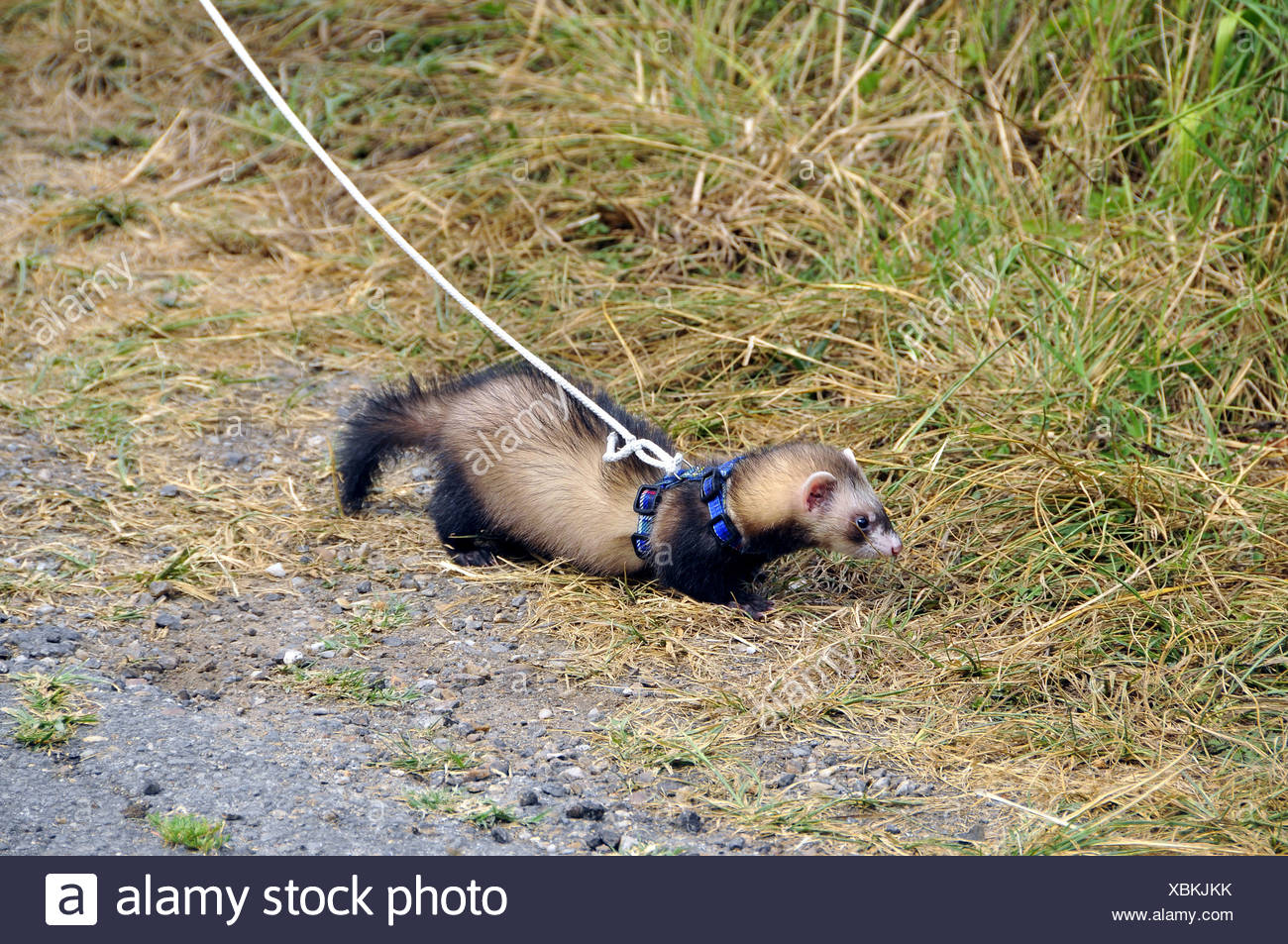 Ferret Leash Stockfotos und -bilder Kaufen - Alamy