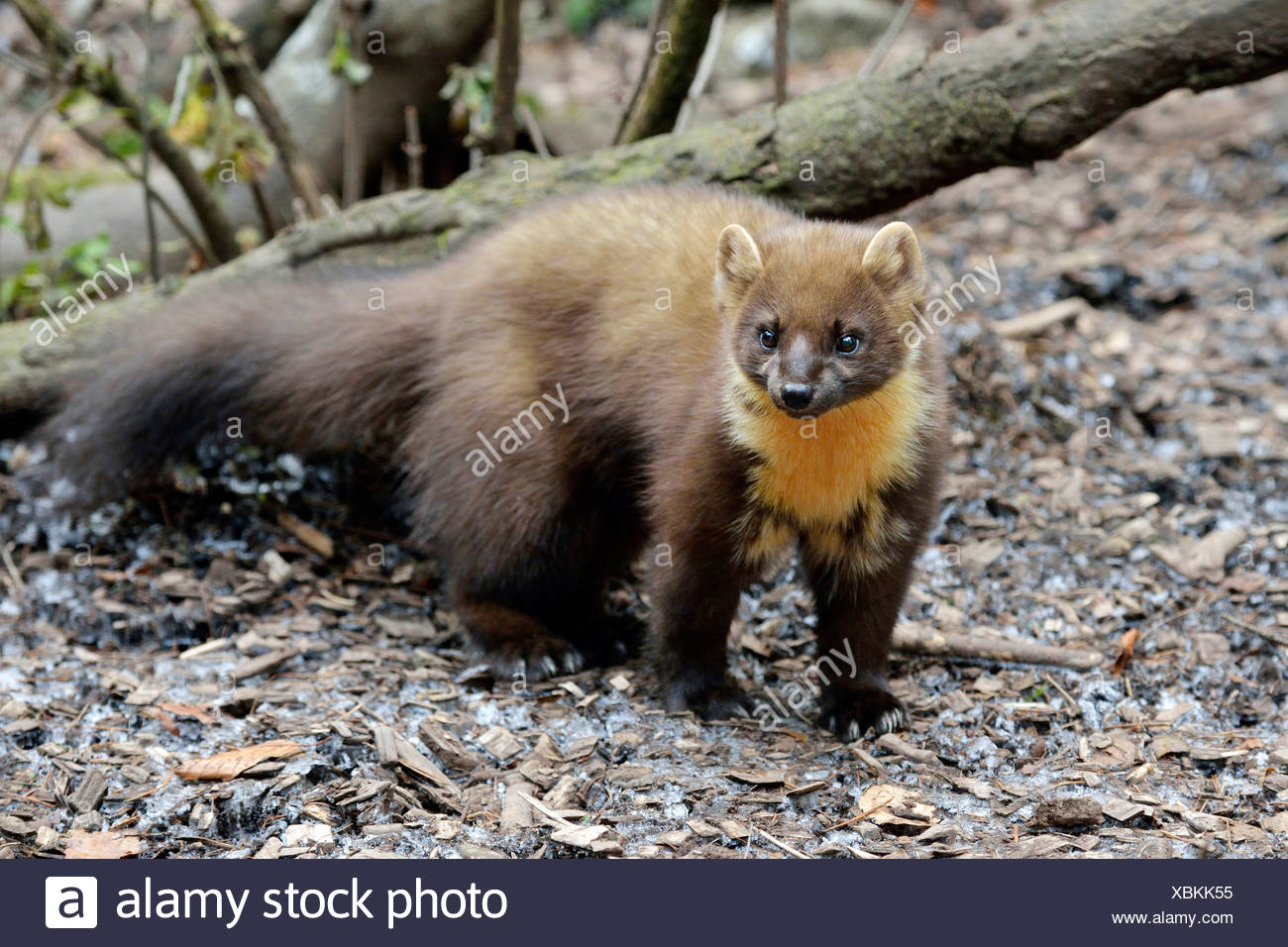 Mustelidae Mustelids Mustelid Ein Tier Im Freien Außerhalb Kiefer ...