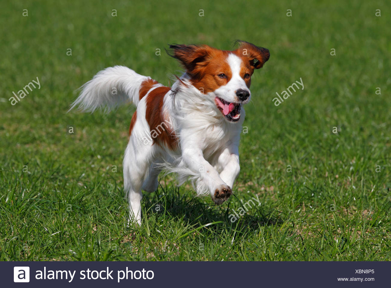 Kooiker Hund Stockfotos und -bilder Kaufen - Alamy