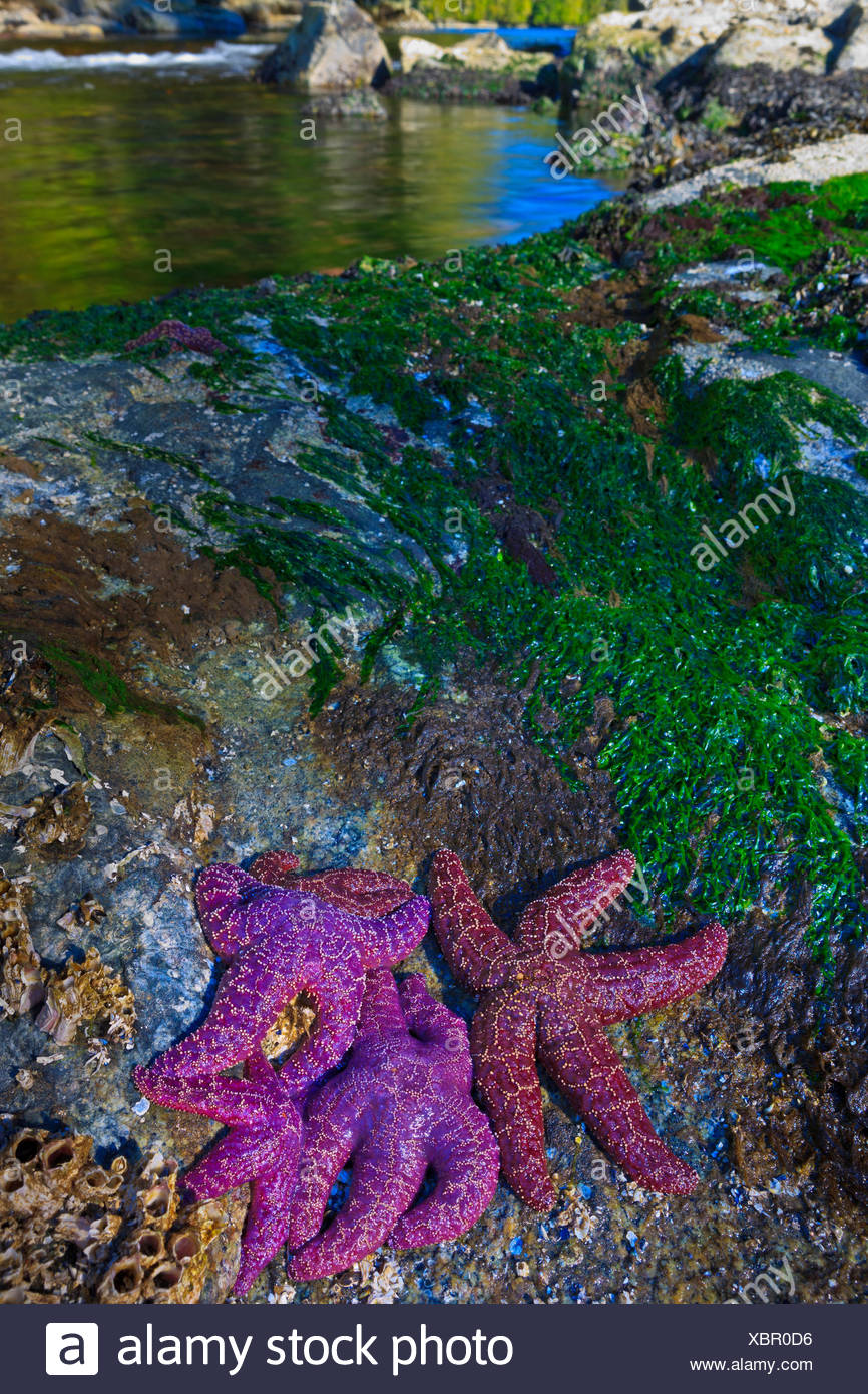 Nordsee Seestern Stockfotos & Nordsee Seestern Bilder - Alamy